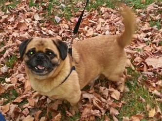 Green Mountain Pug Rescue
